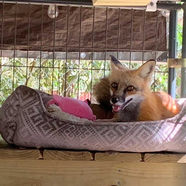 Bella Rescue Fox - Fox Tales Florida Rescue & Sanctuary