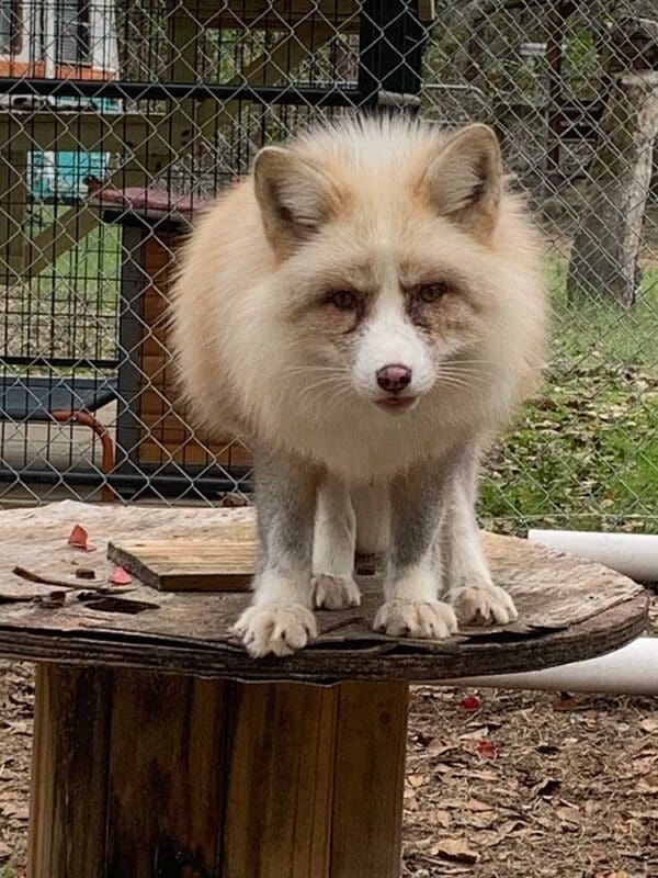 Fletcher Rescue Fox - Fox Tales Florida Rescue & Sanctuary