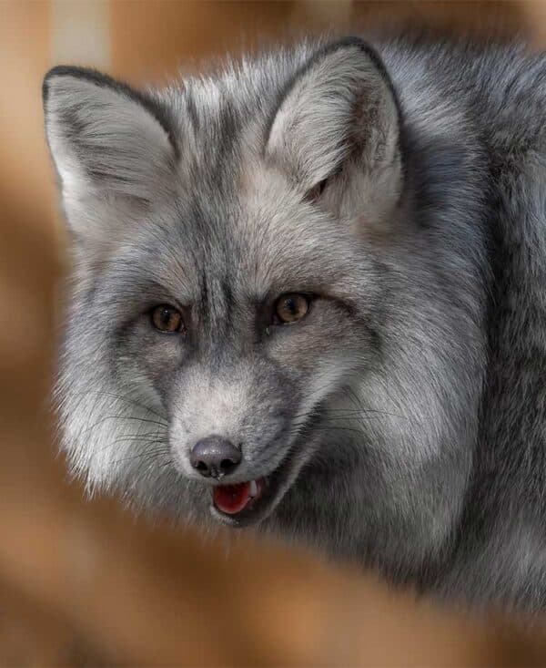 Grayson Rescue Fox - Fox Tales Florida Rescue & Sanctuary