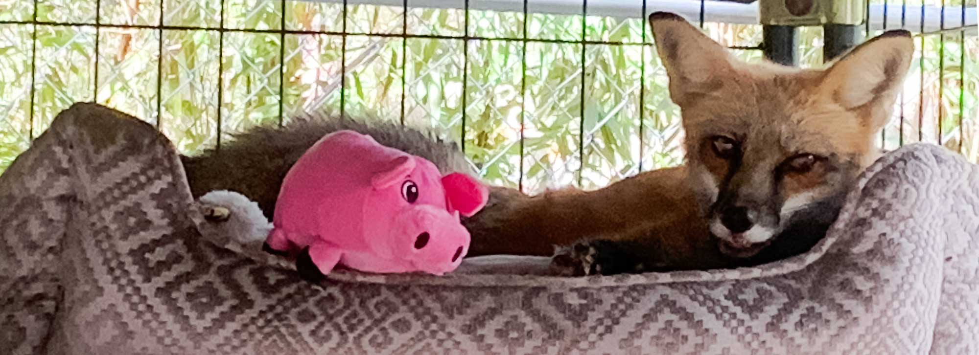 Bella Rescue Fox - Fox Tales Florida Rescue & Sanctuary