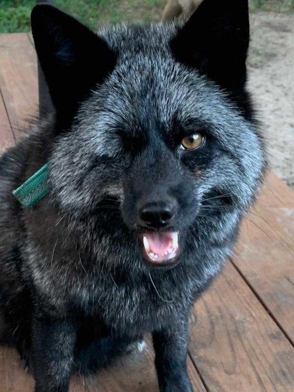 Captive bred fox sanctuary & rescue | Fox Tales Florida