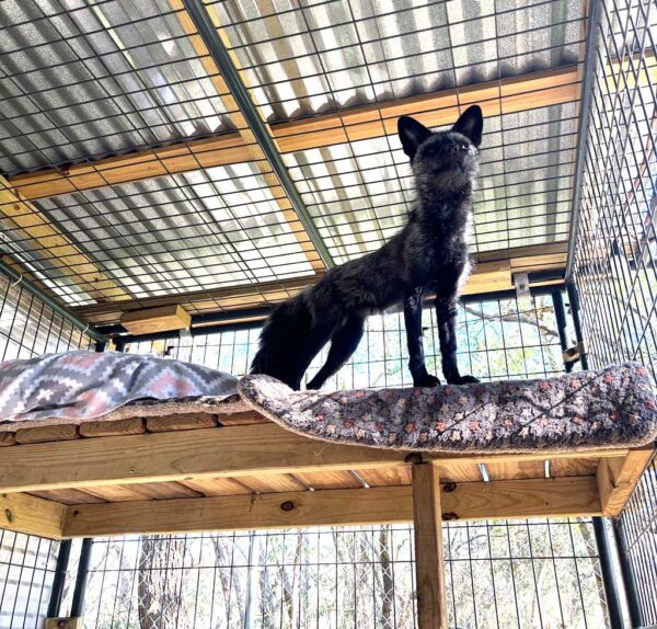 Ember Rescue Fox - Fox Tales Florida Rescue & Sanctuary
