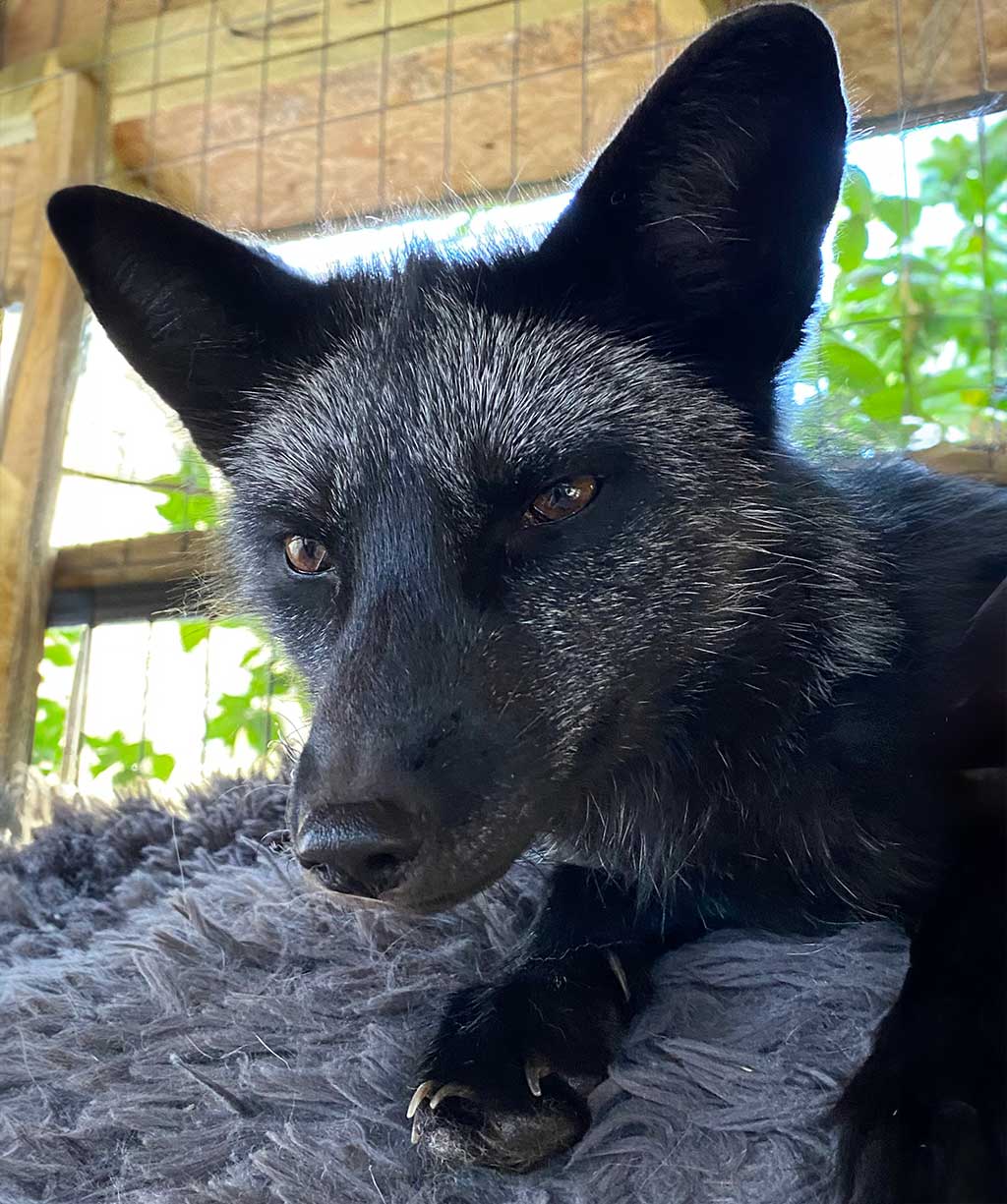Ember Rescue Fox - Fox Tales Florida Rescue & Sanctuary