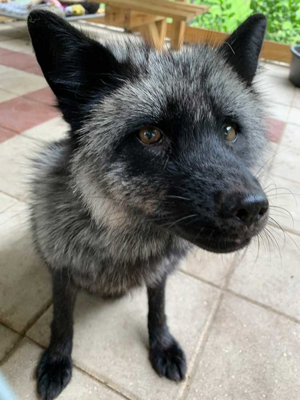 Captive bred fox sanctuary & rescue | Fox Tales Florida