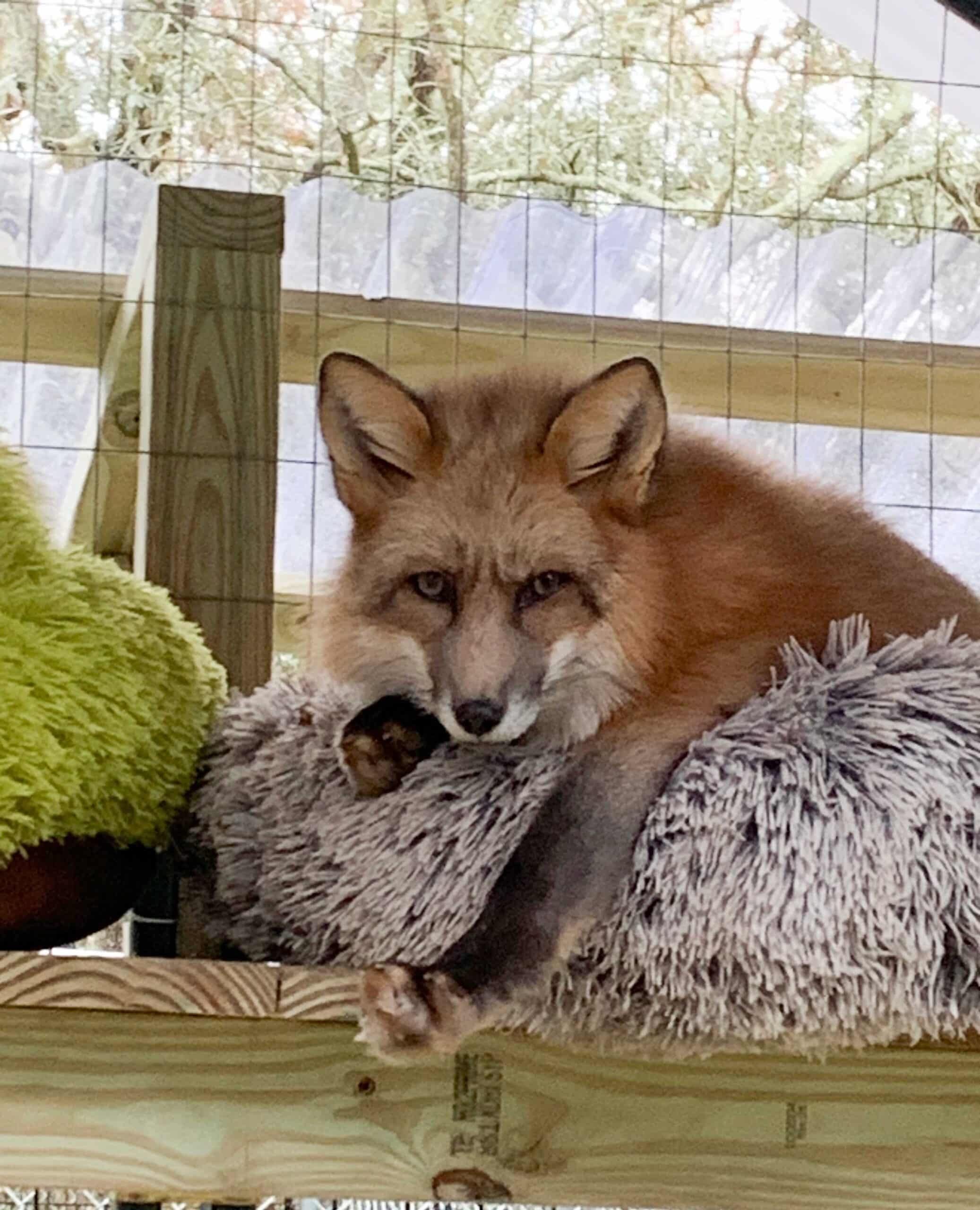 Jinx rescue fox profile | Fox Tales Florida Fox Sanctuary & Rescue