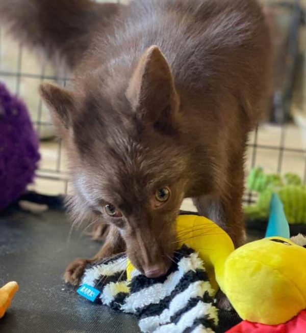 Jinx rescue fox profile | Fox Tales Florida Fox Sanctuary & Rescue