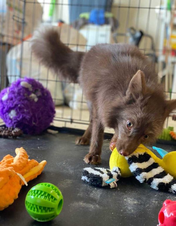 Jinx rescue fox profile | Fox Tales Florida Fox Sanctuary & Rescue