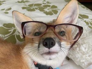 Captive bred fox sanctuary & rescue | Fox Tales Florida