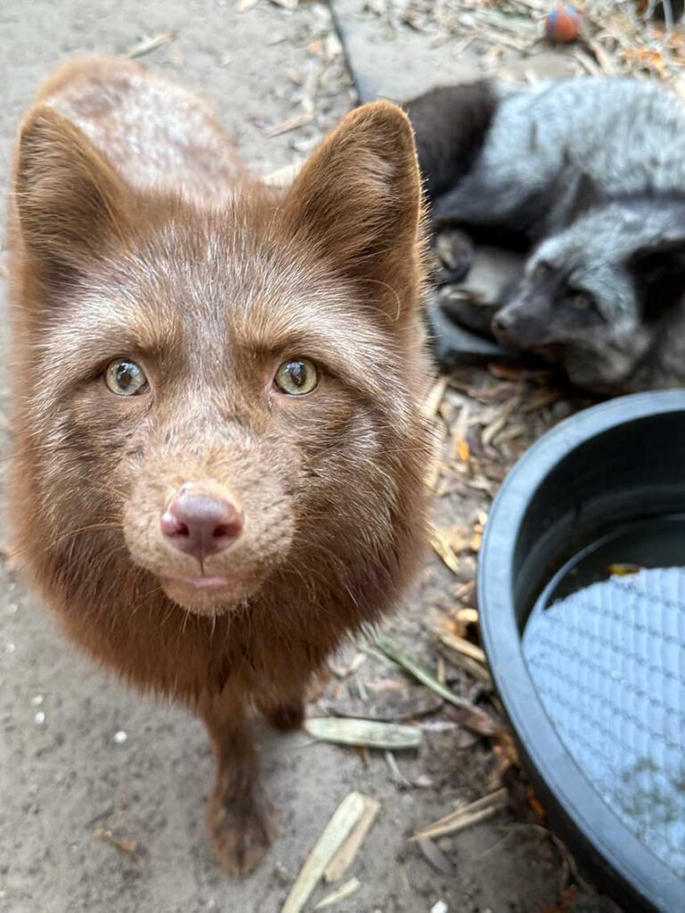 Oliver, rescue fox | Fox Tales Florida Fox Resuce & Sanctuary