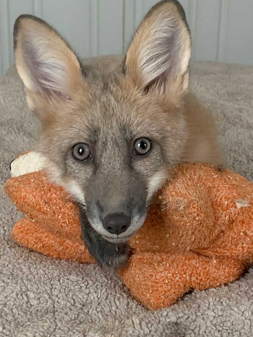 Phoenix Rescue Fox - Fox Tales Florida Rescue & Sanctuary