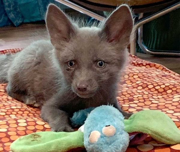 Winston Rescue Fox - Fox Tales Florida Rescue & Sanctuary