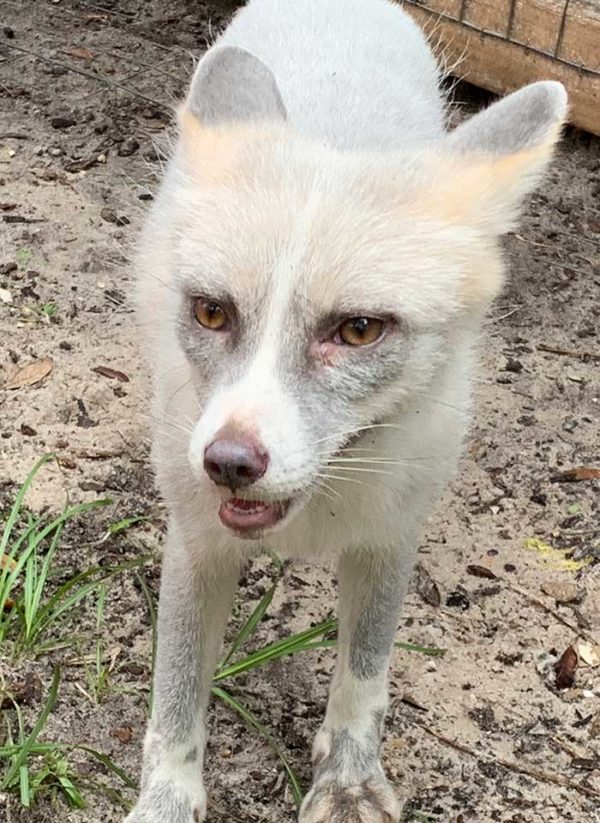 Winter rescue fox - Fox Tales Florida Rescue & Sanctuary